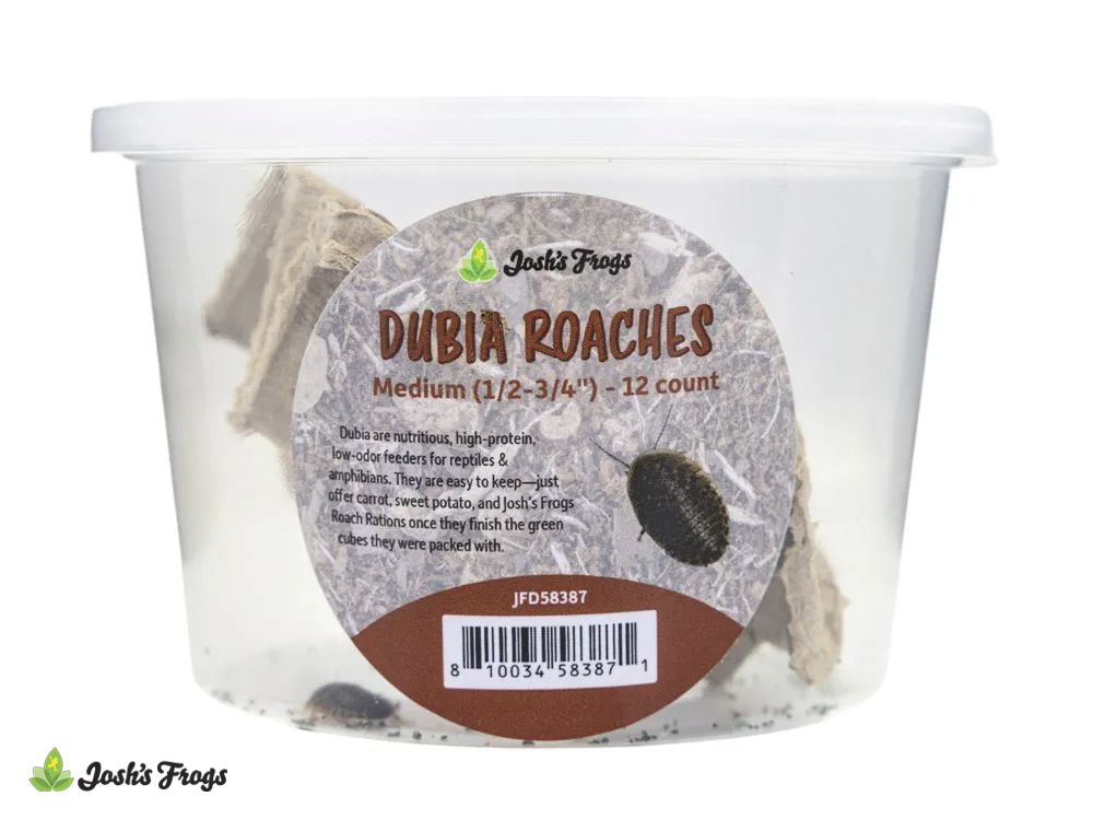 1/2-3/4" Medium Cupped Dubia Roaches (12 count)