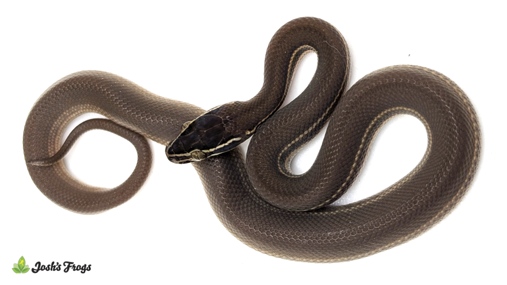 African House Snake - Boaedon fuliginosus (Captive Bred)