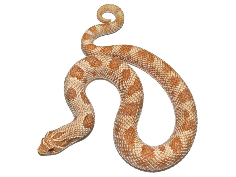 Albino Anaconda Het Sable (Het Sunburst) Hognose Snake - Heterodon ...