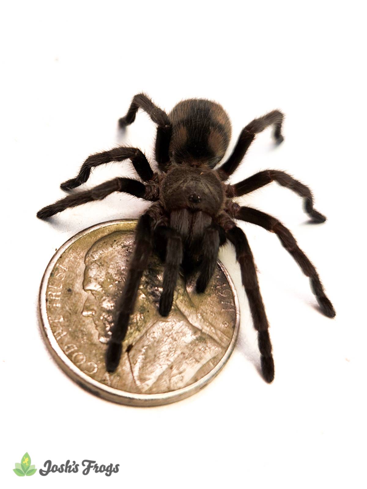 Mexican Rose Tarantula - Aphonopelma pallidum | 1 inch (Captive Bred)