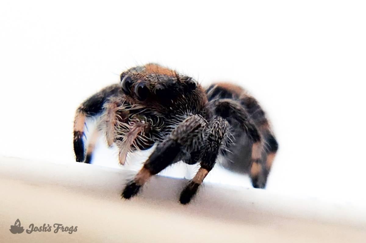Beige Regal Jumping Spider - Phidippus regius | 1/8 inch (Captive Bred)