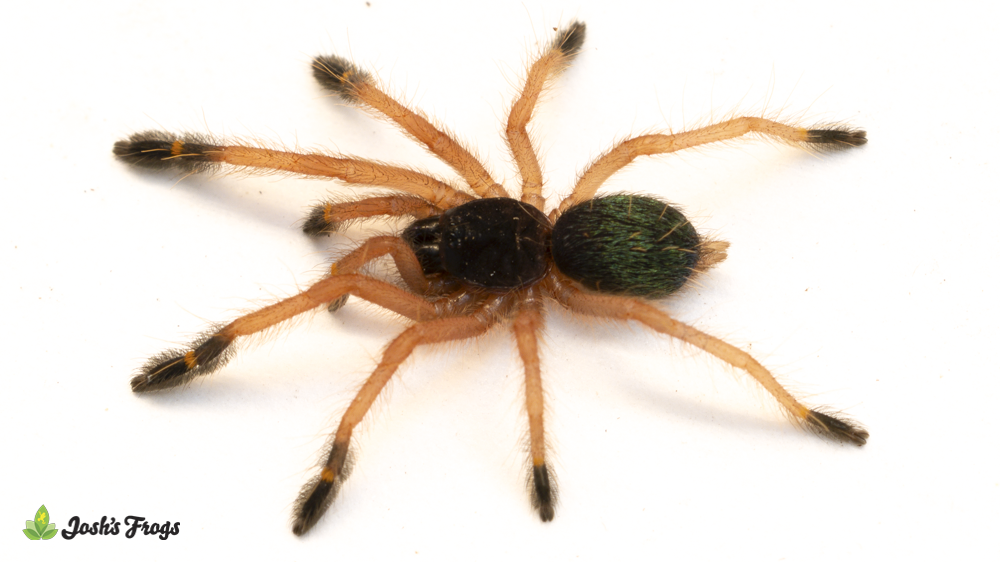 Blue Fang Skeleton Tarantula - Ephebopus cyanognathus | 1 inch (Captive ...