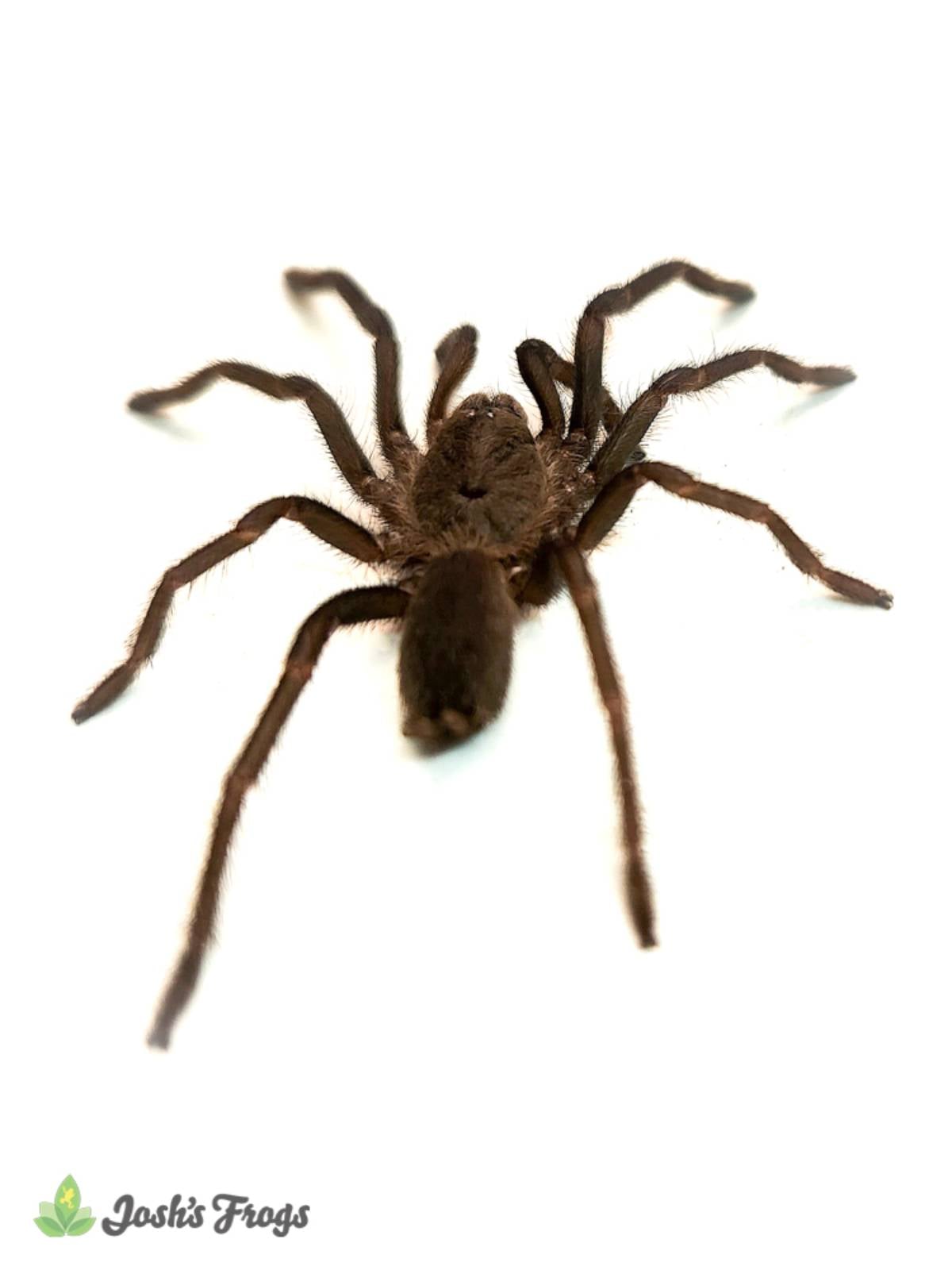 Borneo Neon Blue Leg Tarantula - Birupes simoroxigorum | 1/2 inch ...