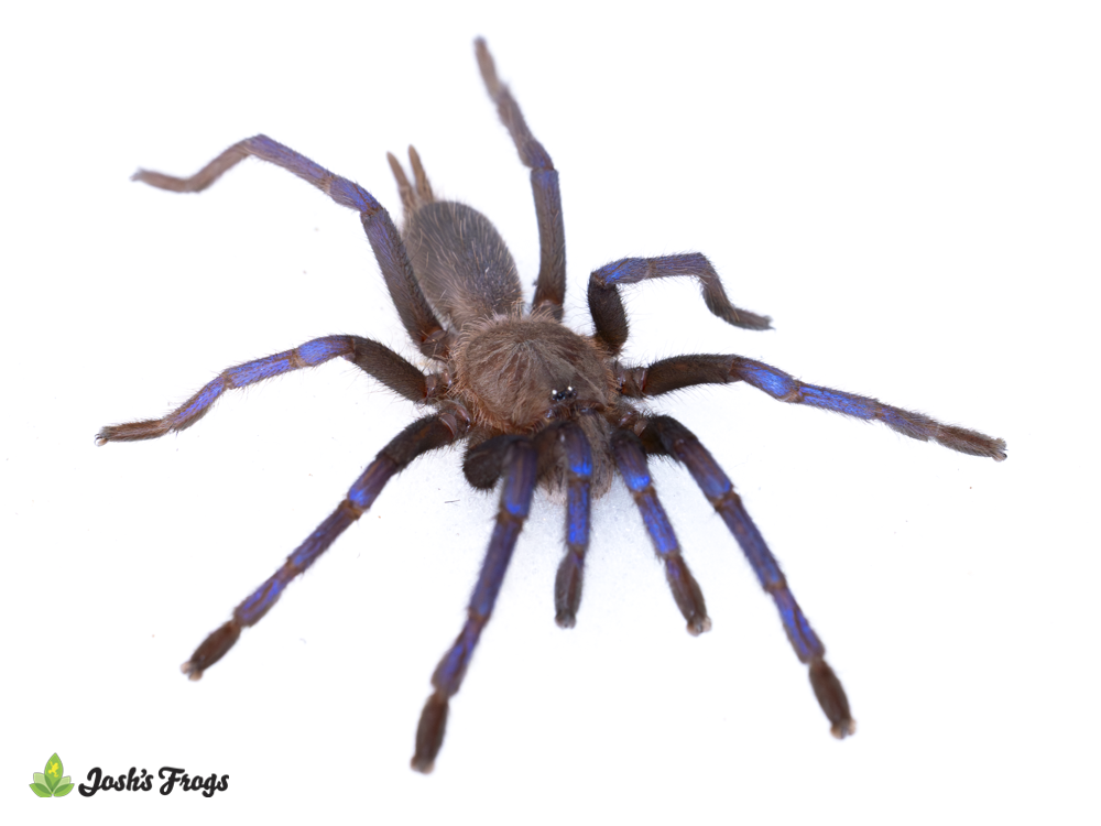 Borneo Neon Blue Leg Tarantula - Birupes simoroxigorum | 1.5 inch ...