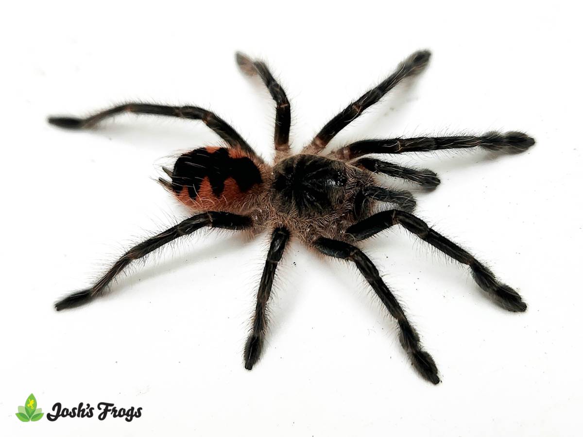 Ecuadorian Pink Bloom Birdeater Tarantula - Pamphobeteus sp. 'Platyomma ...