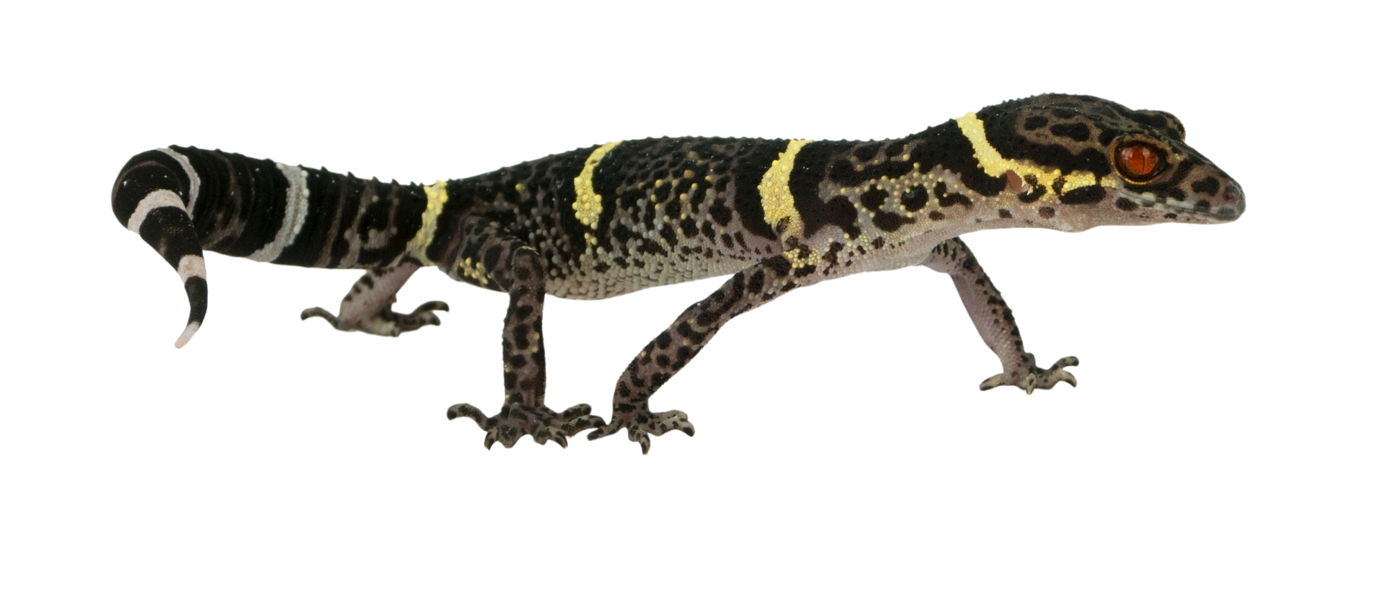 Chinese Cave Gecko Husbandry and Care