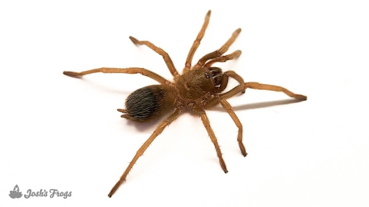 Colombian Dwarf Blue Bottle Tarantula -Pseudhapalopus sp. 'Blue' | 1 ...