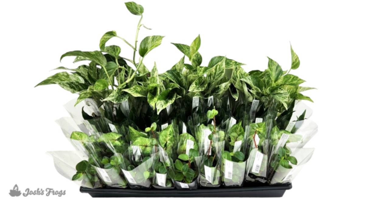 Crested Gecko Wholesale Vivarium Plant Bundle (36 Plants)