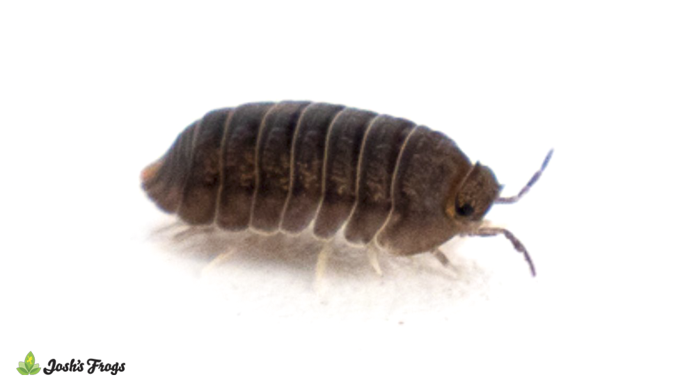 Cubaris murina 'Little Sea' Isopods (10 count)