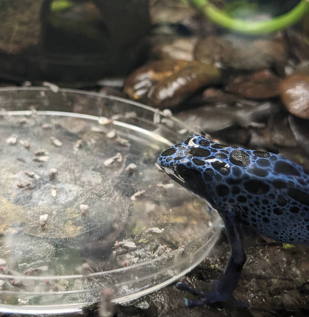 What do Dart Frogs eat?
