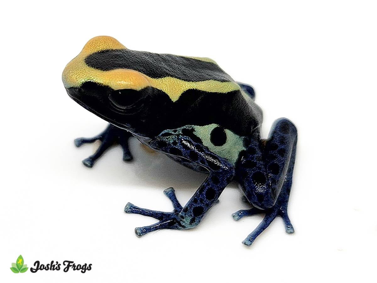 Dendrobates tinctorius 'Cobalt' | Dyeing Poison Dart Frog - EU Line ...