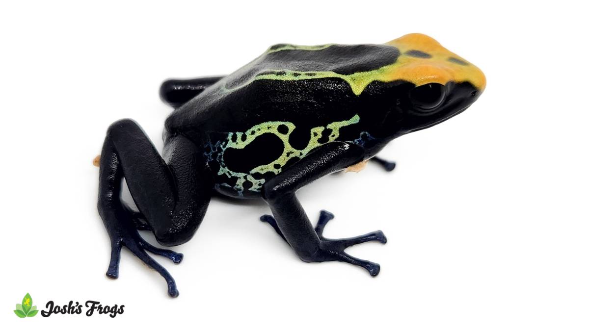 Dendrobates tinctorius 'Robertus' | Dyeing Poison Dart Frog - EU Line ...