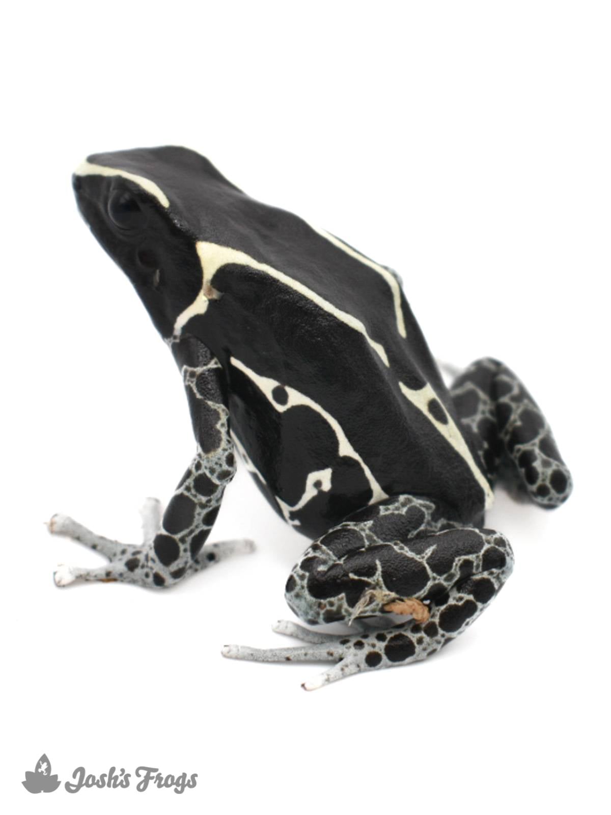 Dendrobates tinctorius 'Vanessa' | Dyeing Poison Dart Frog (Captive Bred)