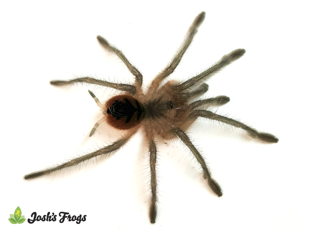 Flammifera Giant Birdeater Tarantula - Pamphobeteus sp. 'Flammifera ...
