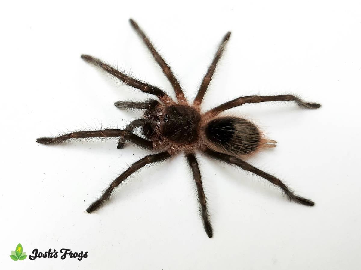 Guarani Giant Tarantula - Grammostola grossa | 1/2 inch (Captive Bred)