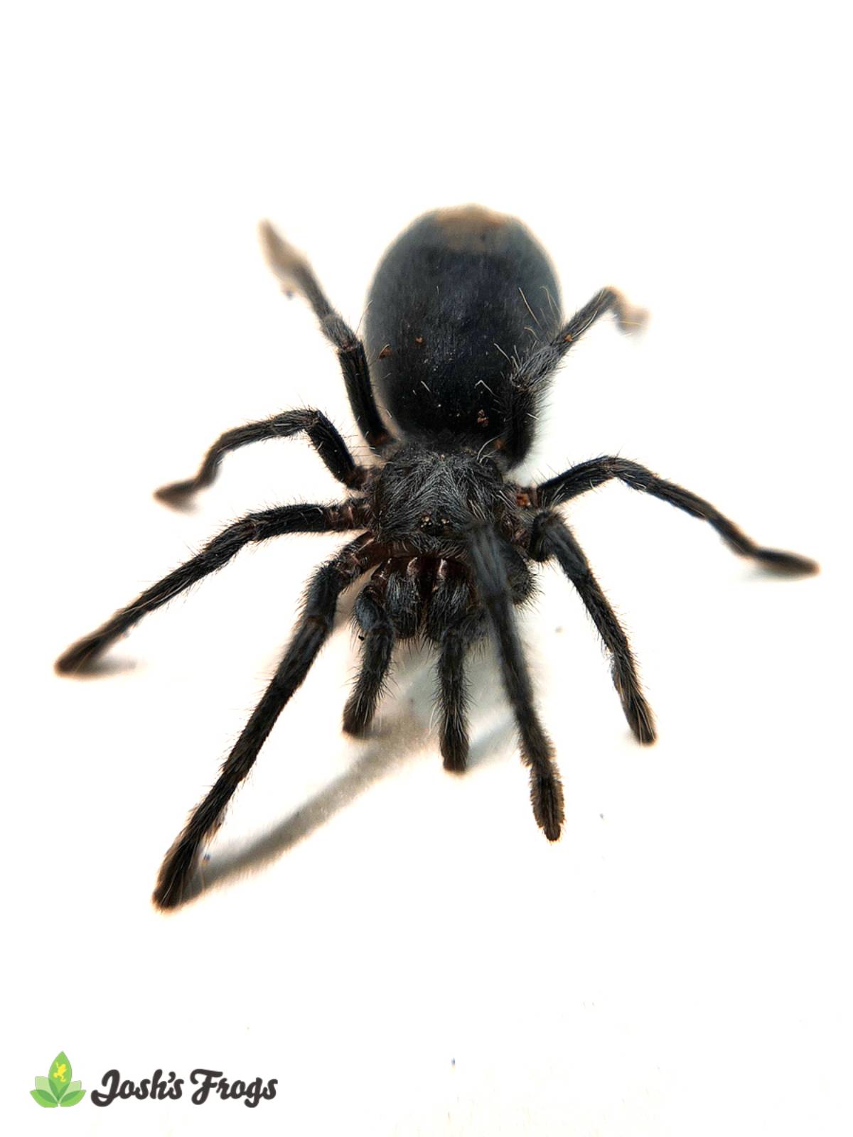 Hispaniolan Green Femur Tarantula - Phormictopus sp. ‘Green Femur’ | 1 ...