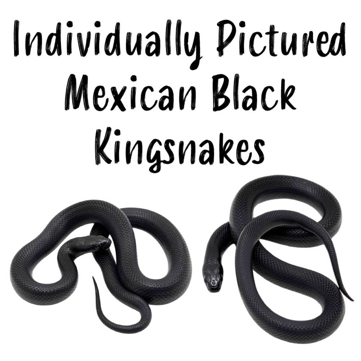 Mexican Black Kingsnakes - Lampropeltis getula nigrita (Individually ...