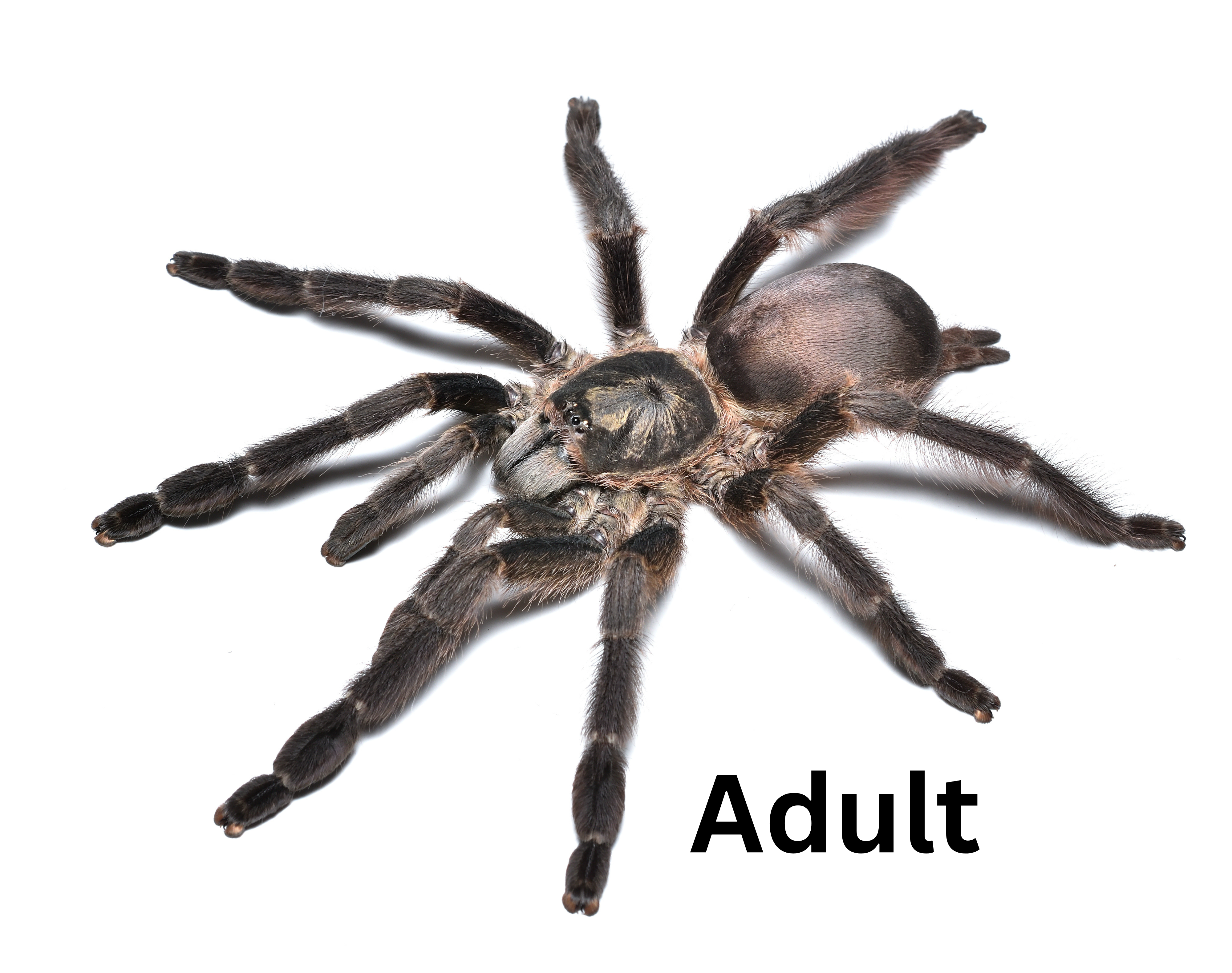 Mahogany Tree Tarantula- Tapinauchenius plumipes | 1 inch (Captive Bred)