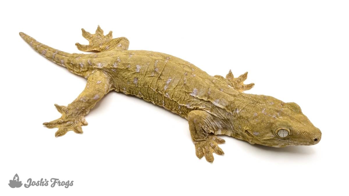 Male Nuu Ami Leachianus Gecko - Rhacodactylus leachianus (Captive Bred)
