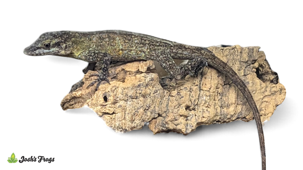 Marie-Galante Anole - Anolis ferreus (Captive Bred)