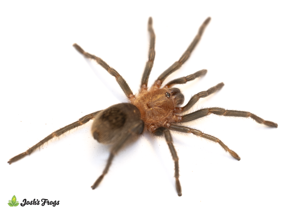 Peruvian Royalty Tarantula - Thrixopelma kimraykawsaki | 1/2 inch ...