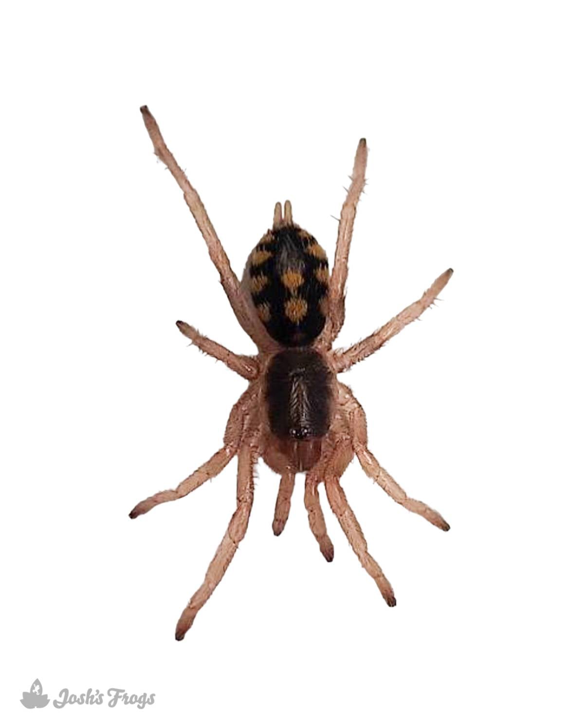 Pumpkin Patch Tarantula - Hapalopus formosus | 1 inch (Captive Bred)