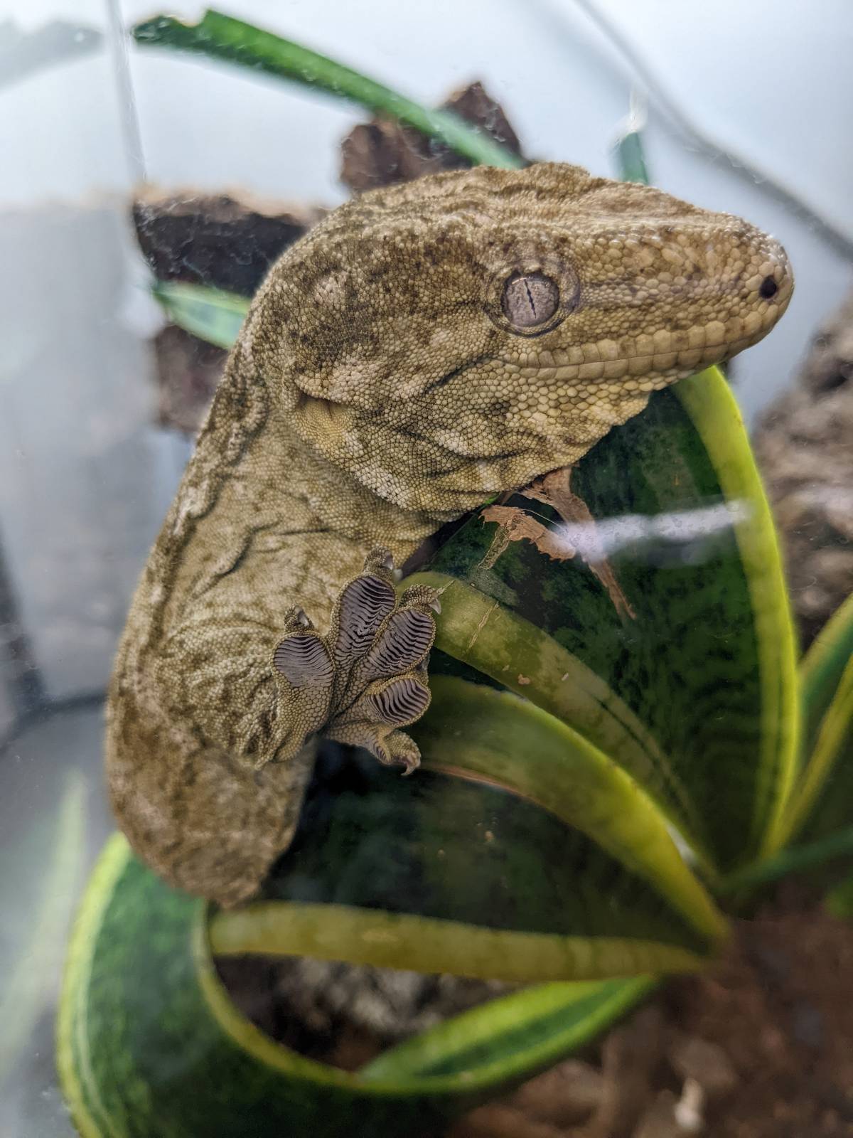 Leachianus Gecko Care