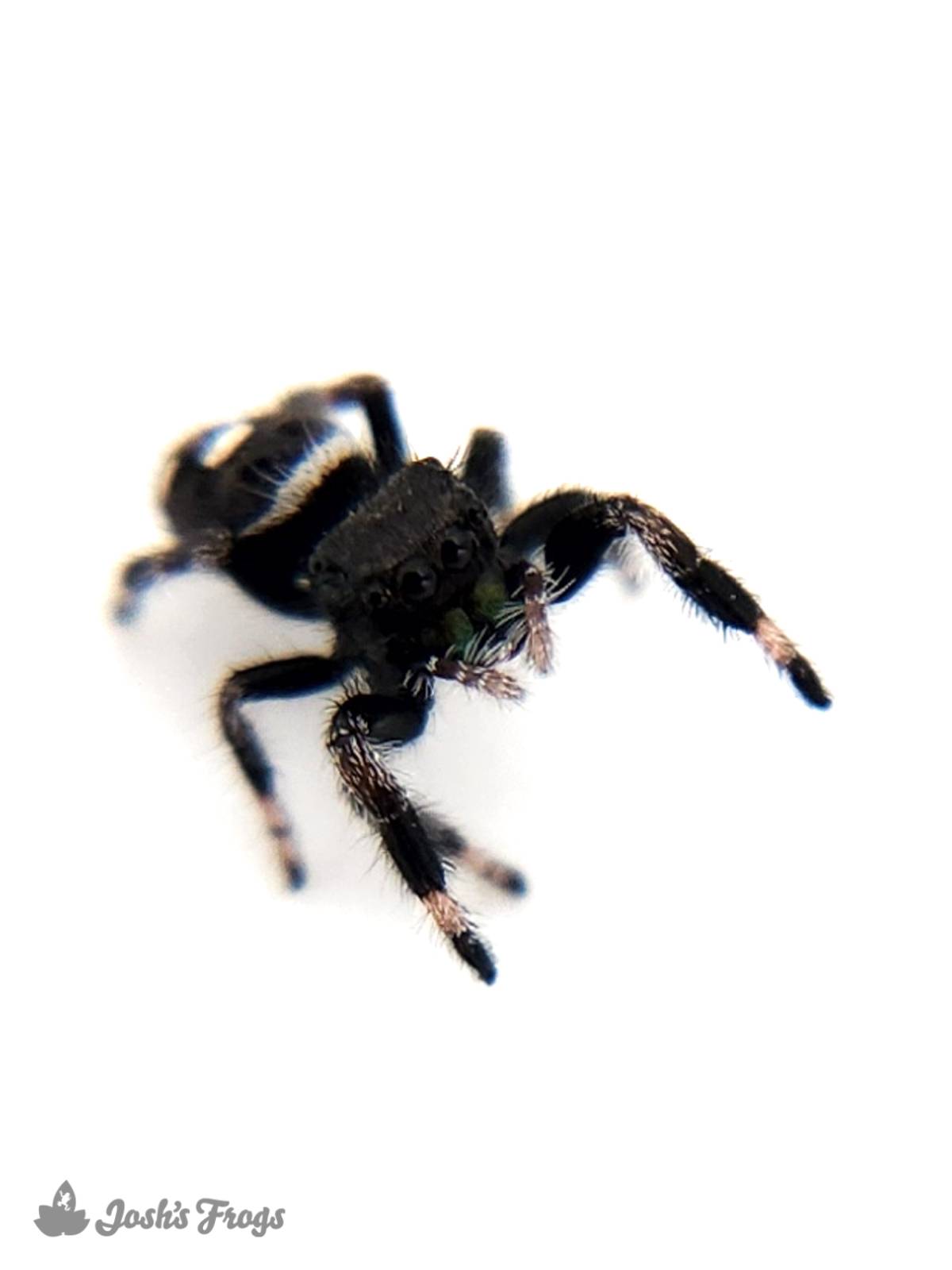 Mixed Regal Jumping Spider - Phidippus regius | 1/8 inch (Captive Bred)