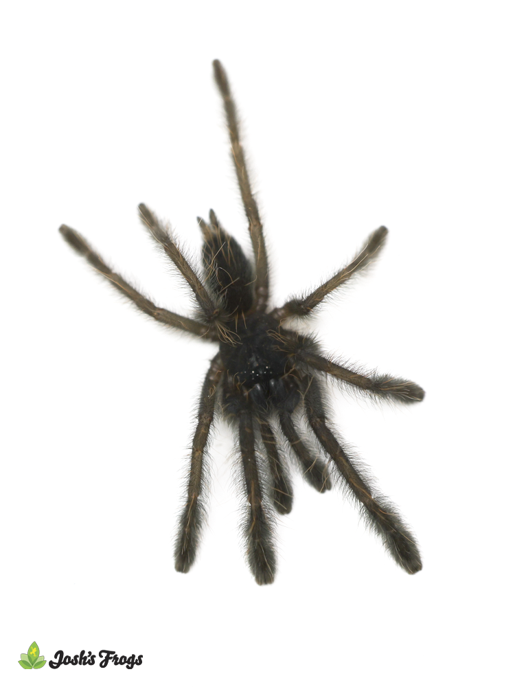 Sabah Blue Earth Tiger Tarantula - Phormingochilus sp. 'Sabah Blue' | 1 ...