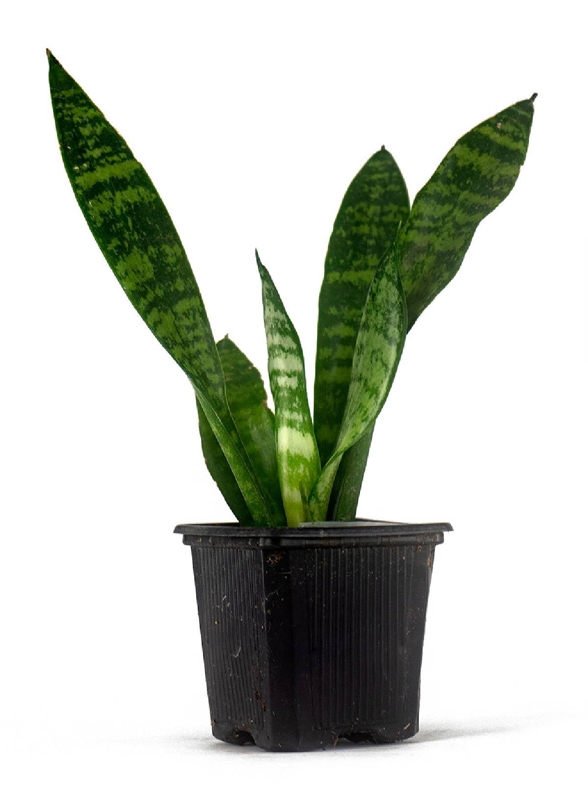Sansevieria spp. 'Snake Plant' - Grower's Choice
