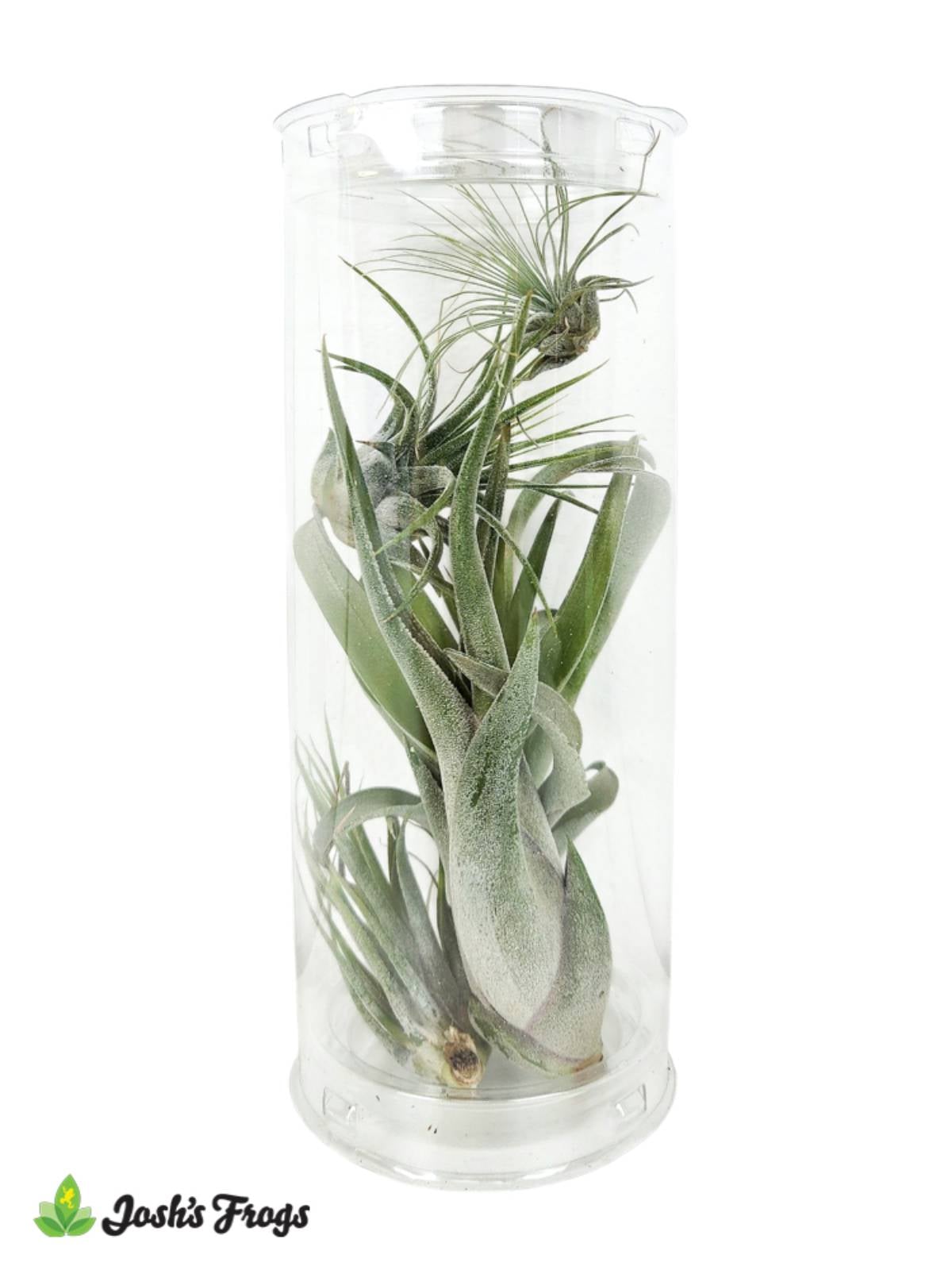 Shelf-Ready Assorted Tillandsia Air Plant | 5 pack (2-6 inch)