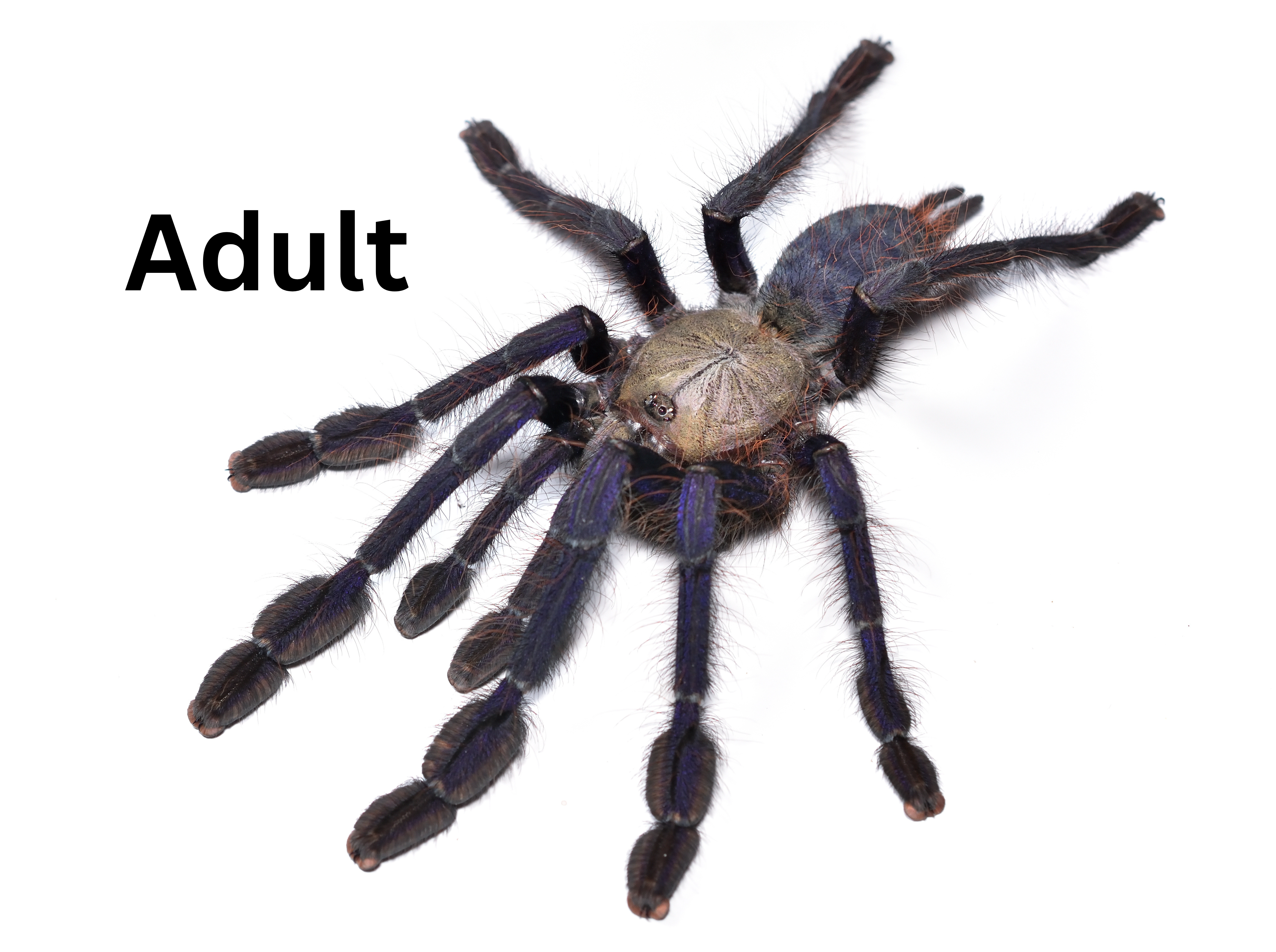 Singapore Blue Tarantula - Omothymus violaceopes | 1 inch (Captive Bred)