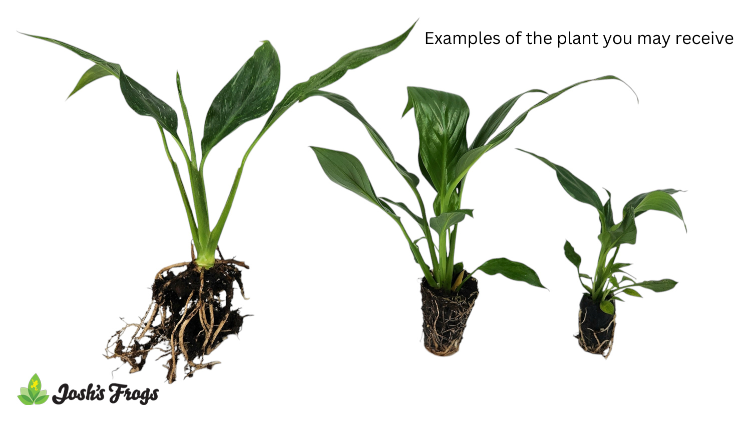 Spathiphyllum spp. - Grower's Choice (Rooted Plug)