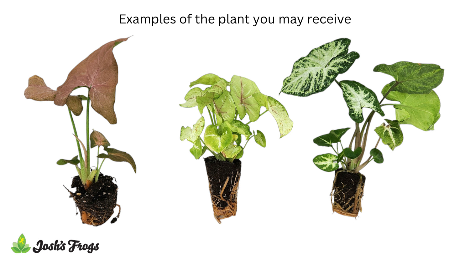 Syngonium podophyllum spp. - Grower's Choice (Rooted Plug)
