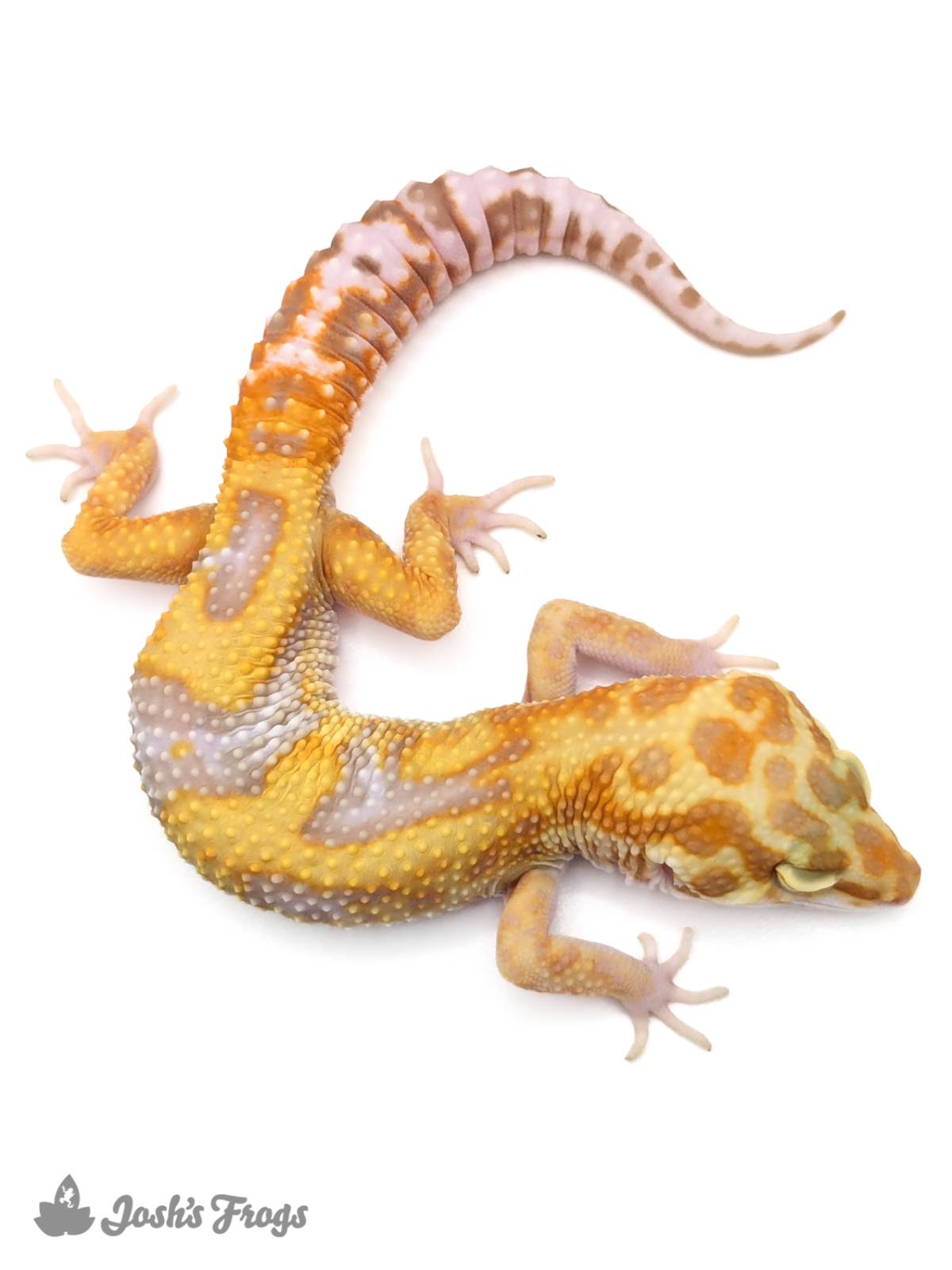 WHOLESALE TANGERINE JUNGLE TREMPER ALBINO Leopard Gecko - Eublepharis ...