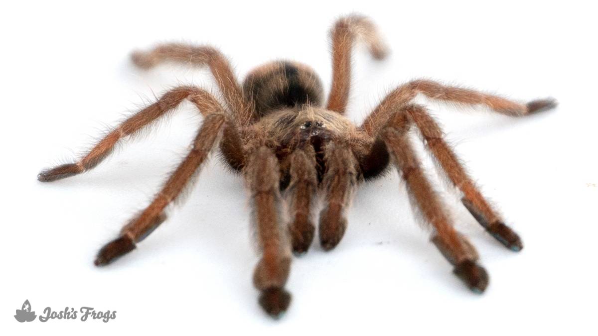 Trinidad Chevron Tarantula Care Guide