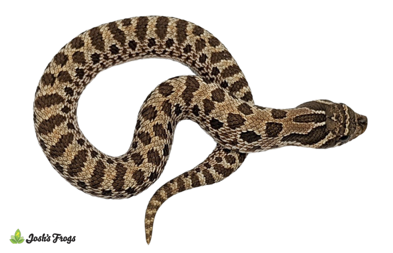 Western Hognose Snake - Heterodon nasicus | FEMALE (Captive Bred)