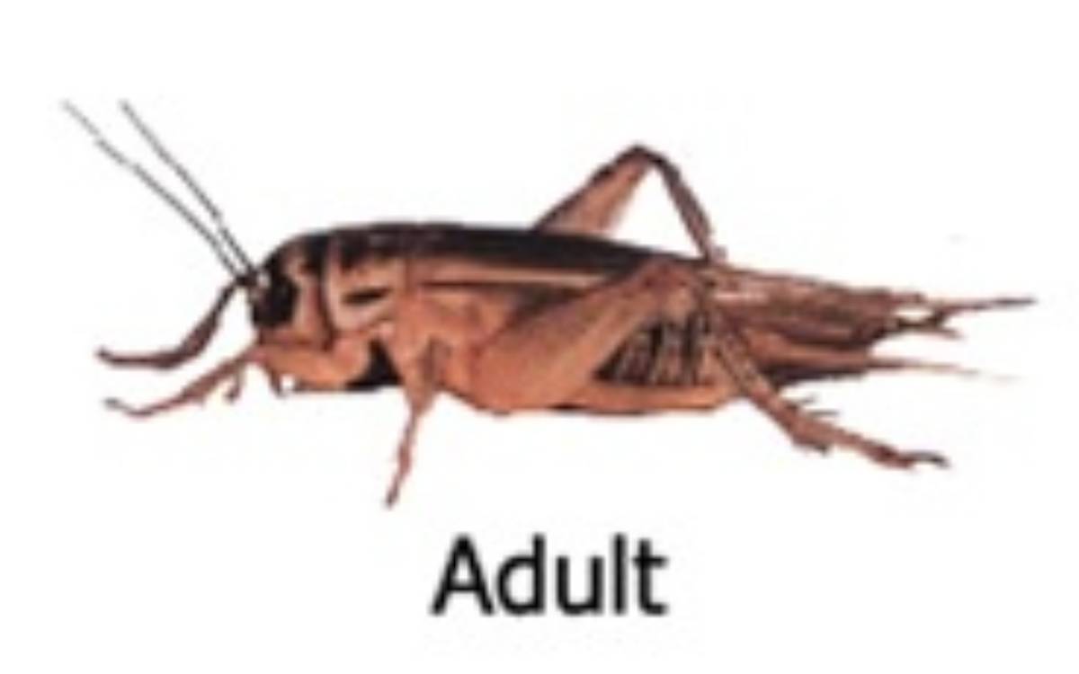 Timberline Vita-Bugs Adult Crickets (1000 Count)