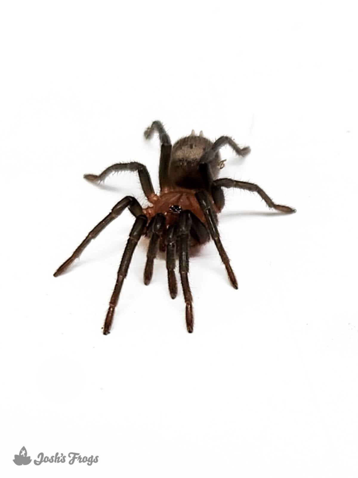 Brazilian Redhead Tarantula - Bumba horrida | 1 inch (Captive bred)