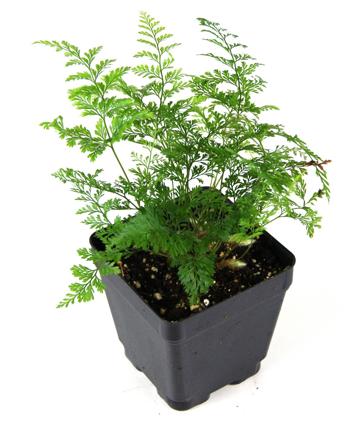 Davallia trichomanoides 'Black Rabbit's Foot Fern'