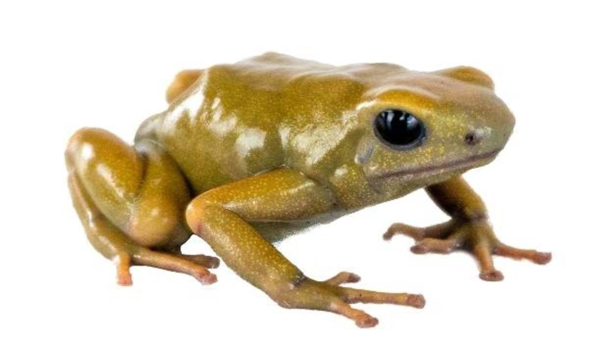 Dendrobates auratus 'Golden' TADPOLE