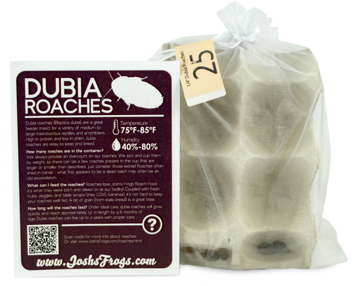 1/4" - 3/8" Small Dubia Roaches (25 count)