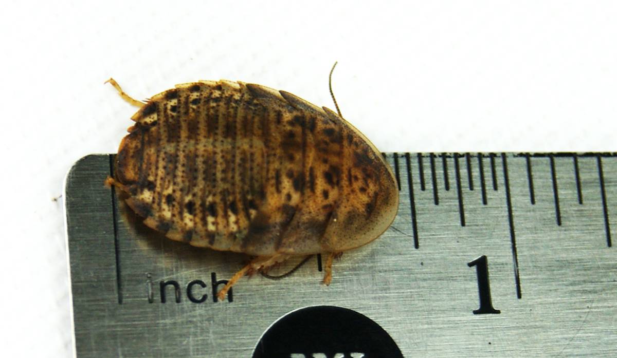 1/2" - 3/4" Medium Dubia Roaches (500 count)
