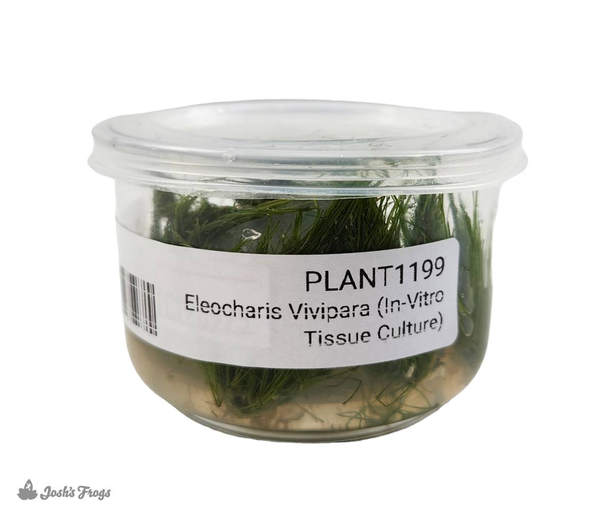 Eleocharis Vivipara (In-Vitro Tissue Culture)