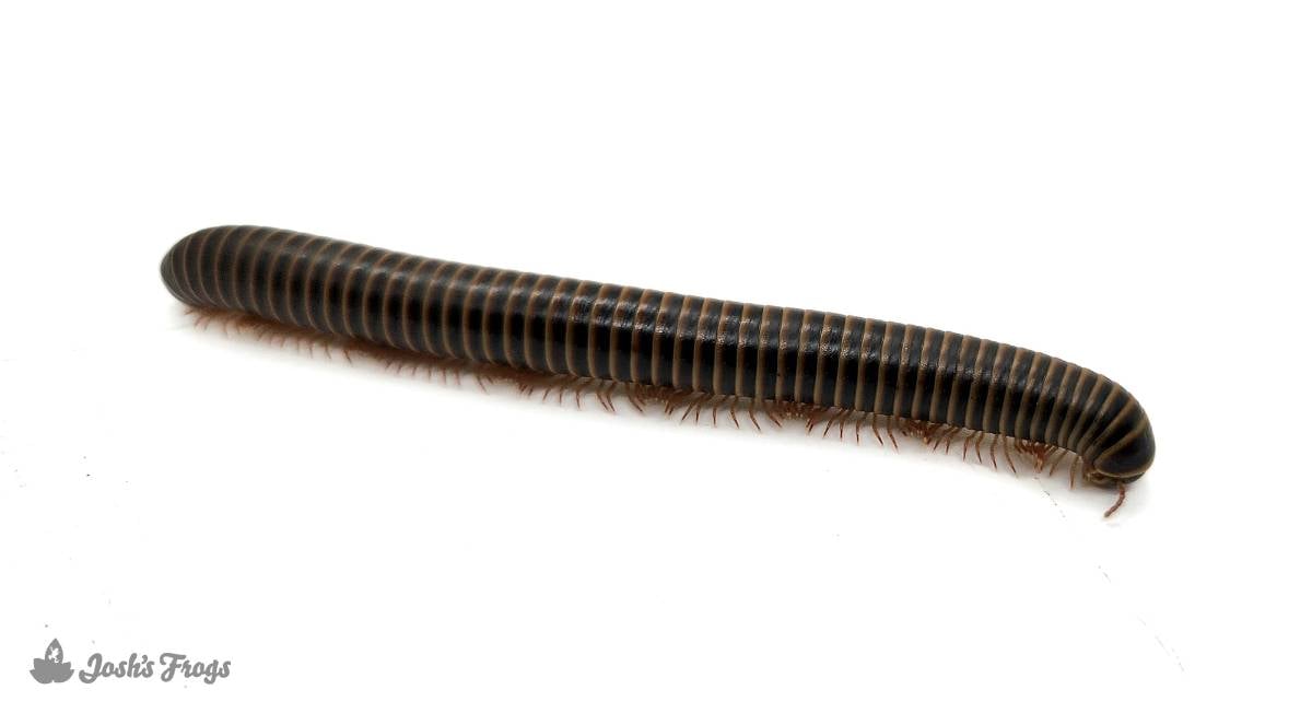 Giant Pink Foot Millipede 'Giant Orange' - Narceus americanus