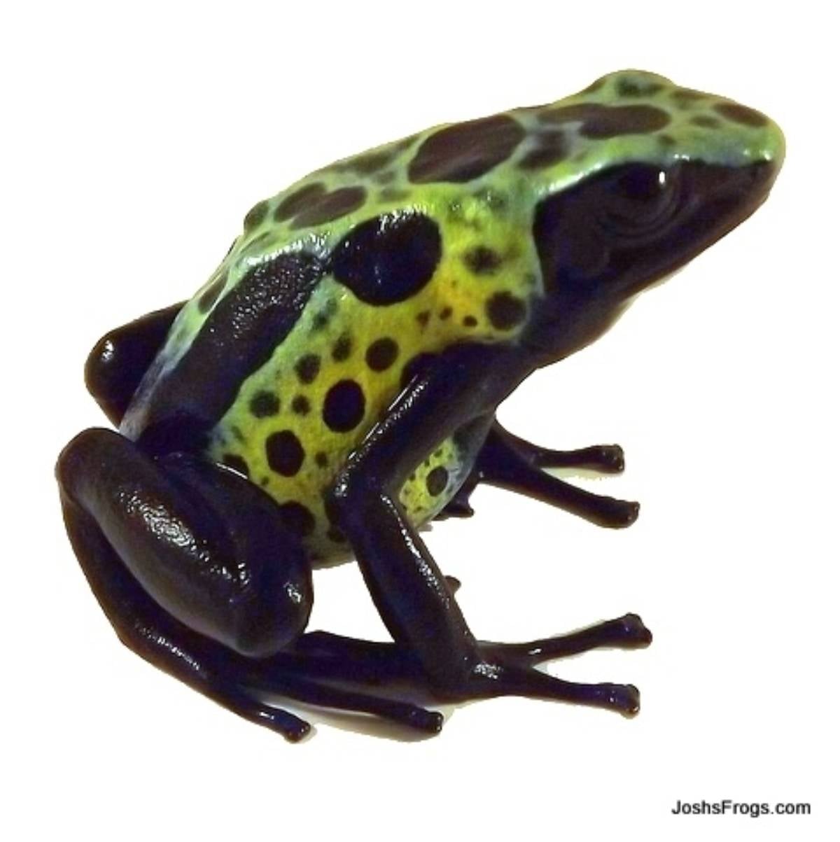 Dendrobates tinctorius 'Green Sipaliwini' TADPOLE - Dyeing Poison Arrow ...