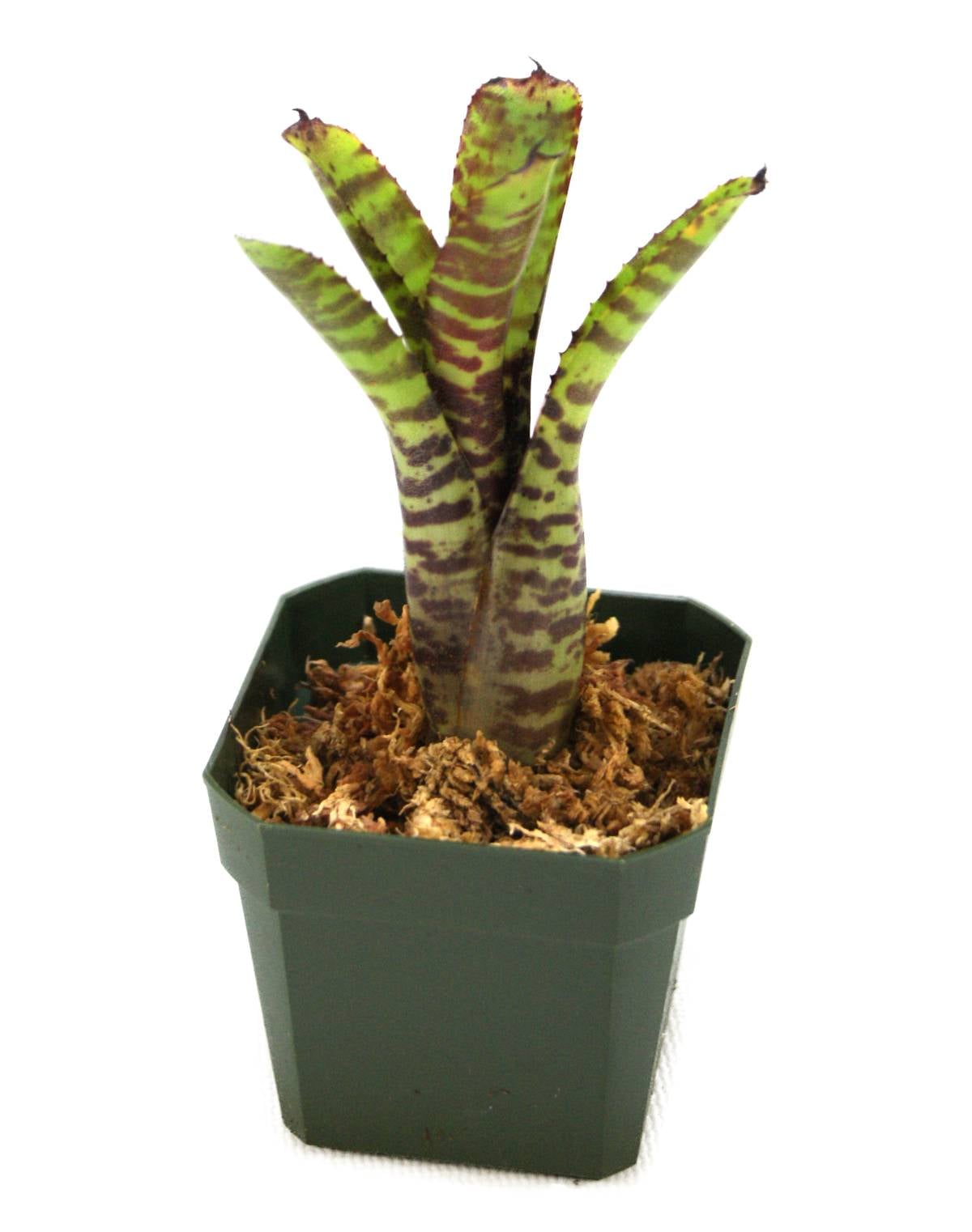 Enlever Poils Animaux Chiquita Linda Bromeliad Plant - Perfect Vivarium ...