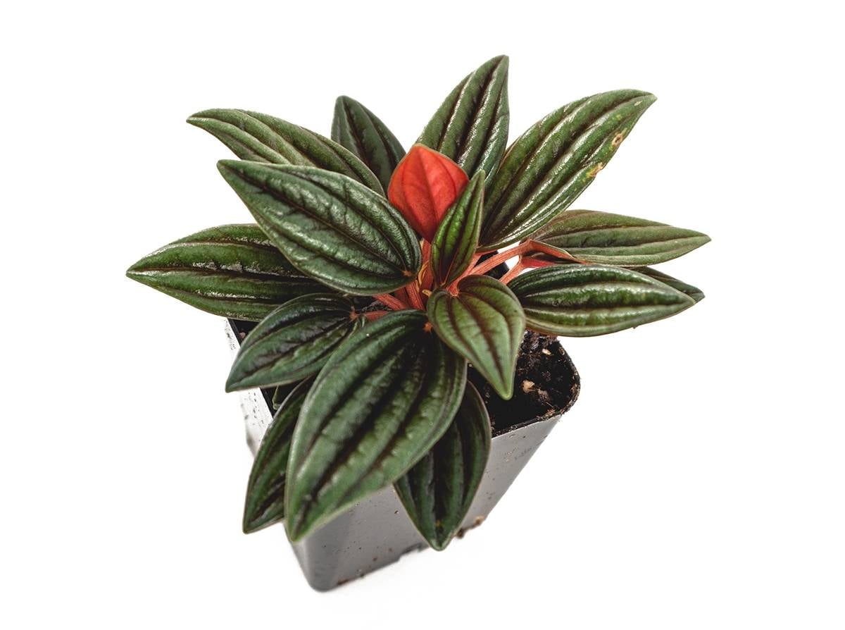 Peperomia caperata 'Rosso'