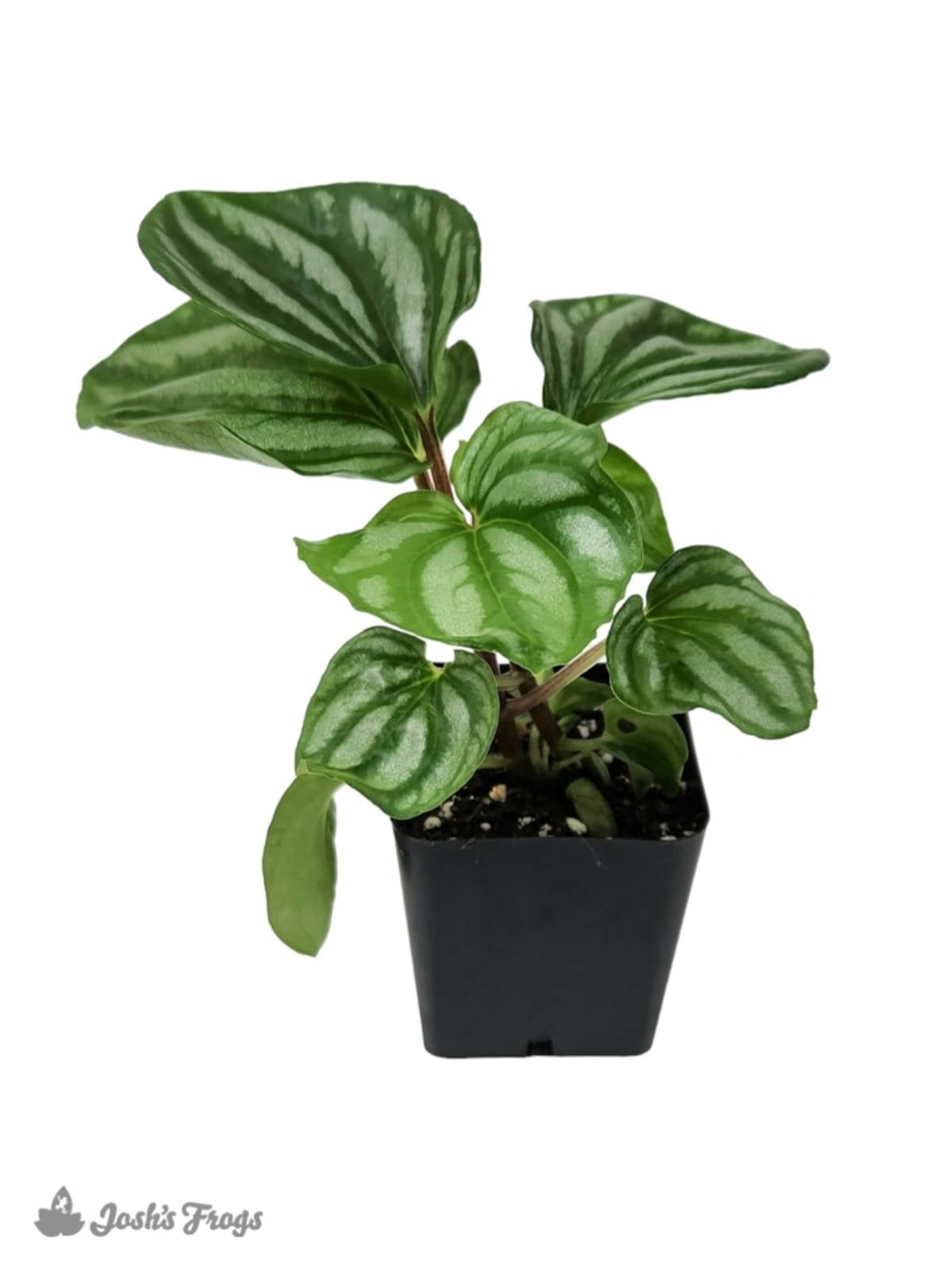 Peperomia ‘Ecuador’