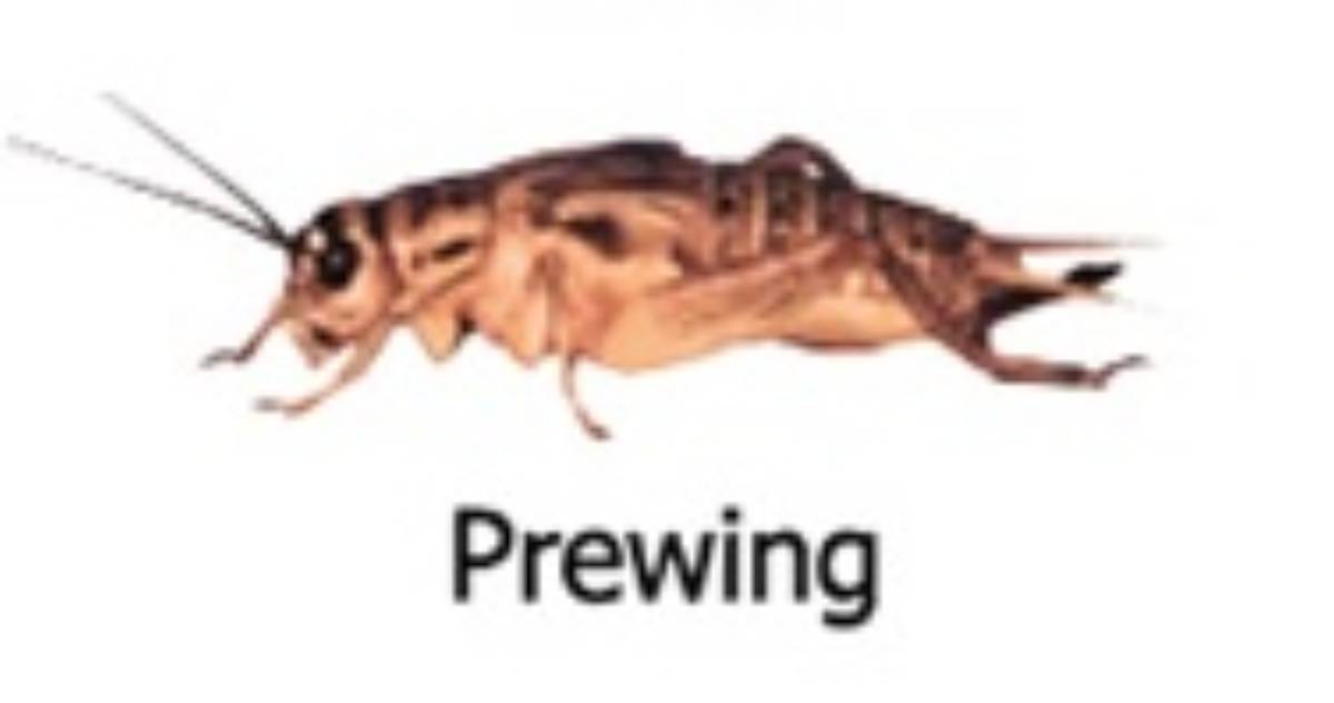 Timberline Vita-Bugs Pre-wing Crickets (500 Count)